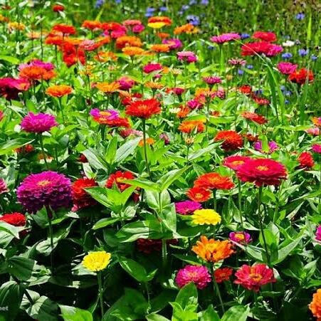 Bibit Pohon / Tanaman Hias Bunga Kertas Zinnia - Zinnia Flower - Shop ...