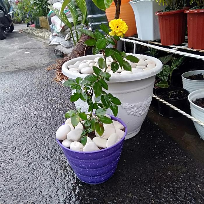 Jual Pohon Mawar Dalam Pot Tanaman Hidup siap rawat - Jakarta Selatan ...