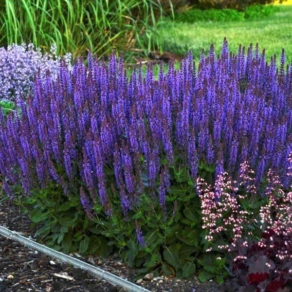 Jual Tanaman Hias outdoor bunga Salvia/ rimbun dan sudah berbunga ...