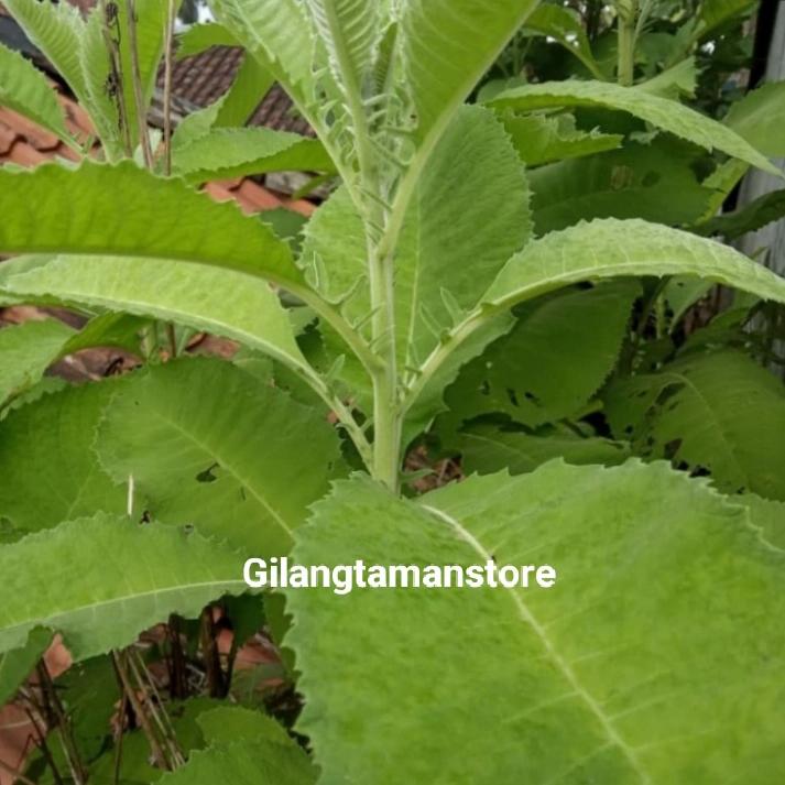 Daun sembung segar lembaran. - Shop | Tokopedia