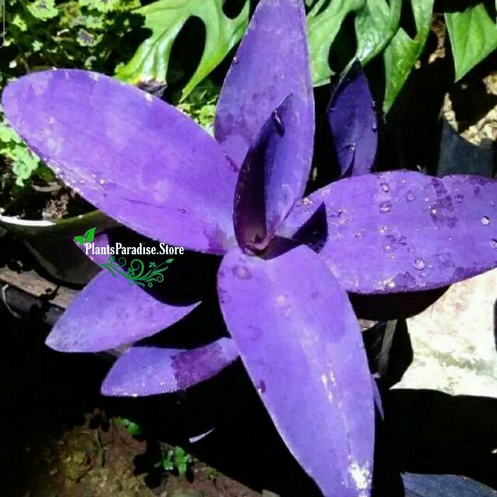 Promo Tanaman hias Adam Hawa ungu - Pohon Adam Hawa - Kab. Bogor ...