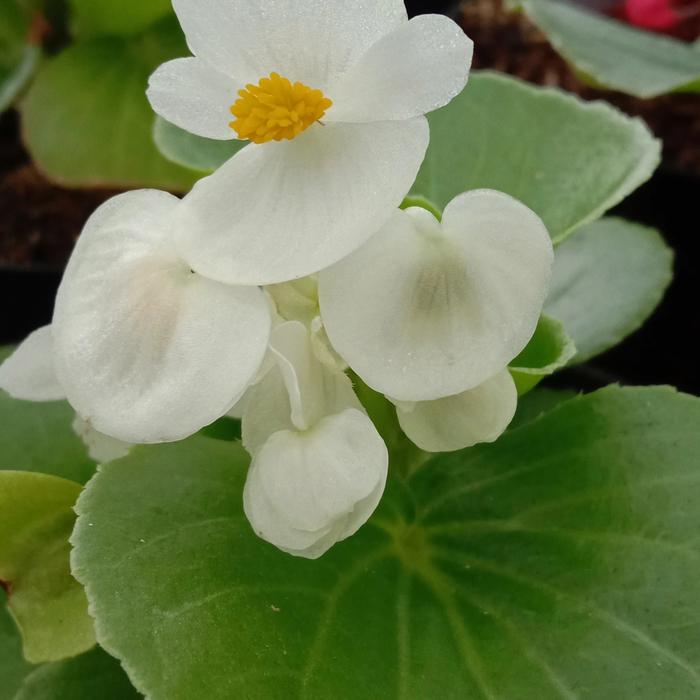 Jual tanaman hias begonia grandis bunga putih - Kab. Bandung Barat ...