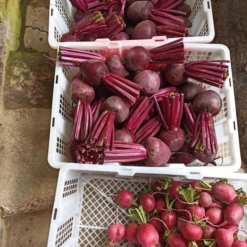 buah bit/beet root freshorganik 1 kg - Shop | Tokopedia