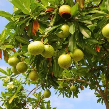 Buah Bintaro segar 1kg - Shop | Tokopedia