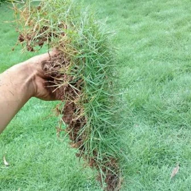 tanaman rumput jepang/rumput Peking swis tanaman hidup 30×30cm - Shop ...