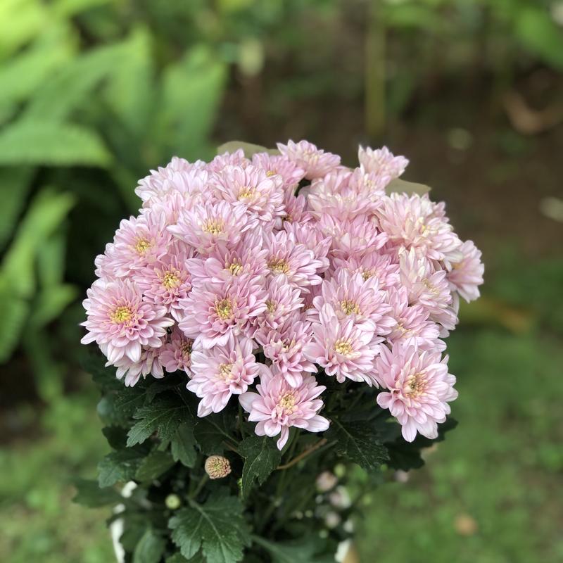 Aster Fresh Flower Bunga Potong Segar Tangerang Florist Supplier Harga ...