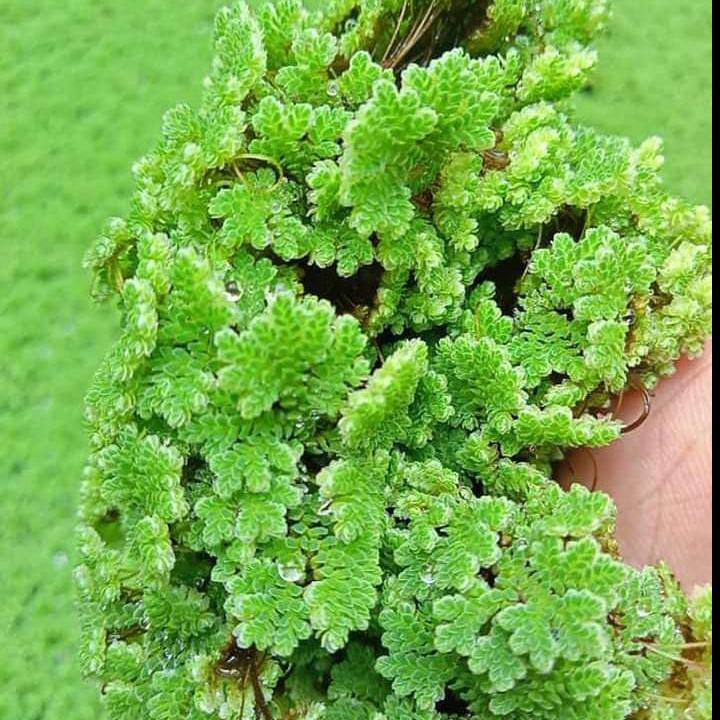 bibit azolla 1kg azola micropylla indukan azolla - Shop | Tokopedia