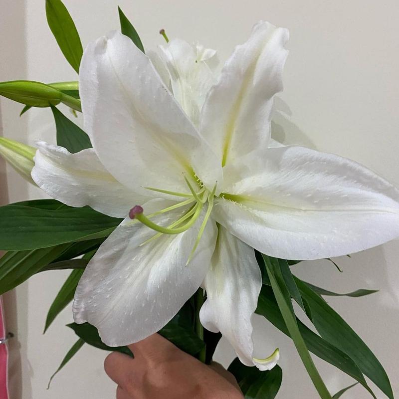 Bunga Potong Tangerang - White Lily Fresh Flower Segar Harga - Shop ...