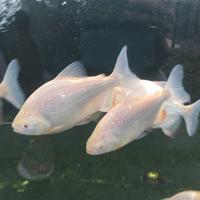 Jual Pacu Albino / Bawal Albino Sehat Rakus Murah - Size 14-15cm - Kab ...