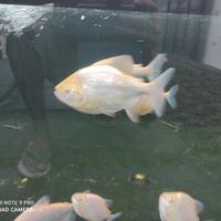 Jual Pacu Albino / Bawal Albino Sehat Rakus Murah - Size 14-15cm - Kab ...