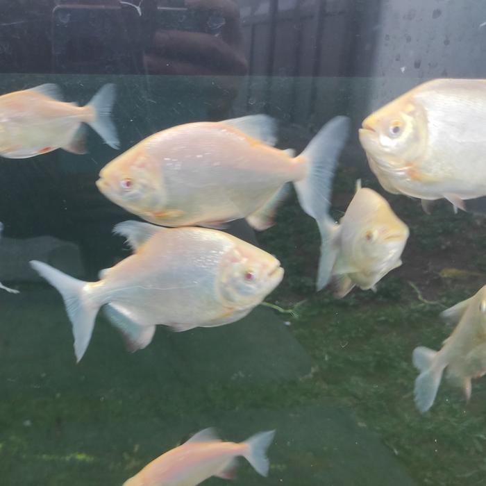 Jual Pacu Albino / Bawal Albino Sehat Rakus Murah - Size 14-15cm - Kab ...