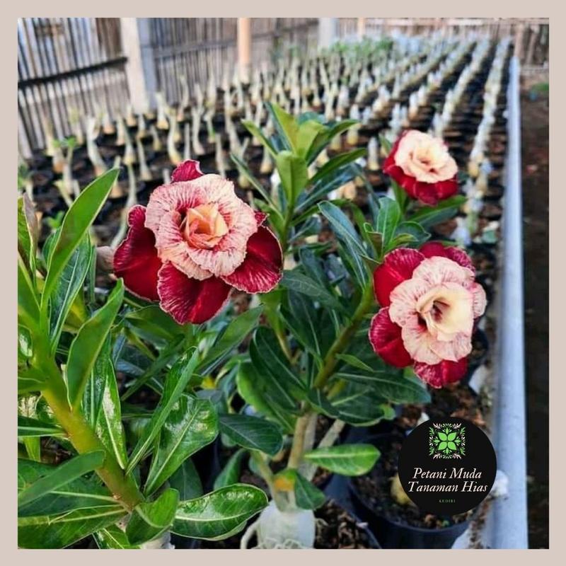 Adenium bunga tumpuk hasil grafting bukan obesum lokal ukura - Shop ...