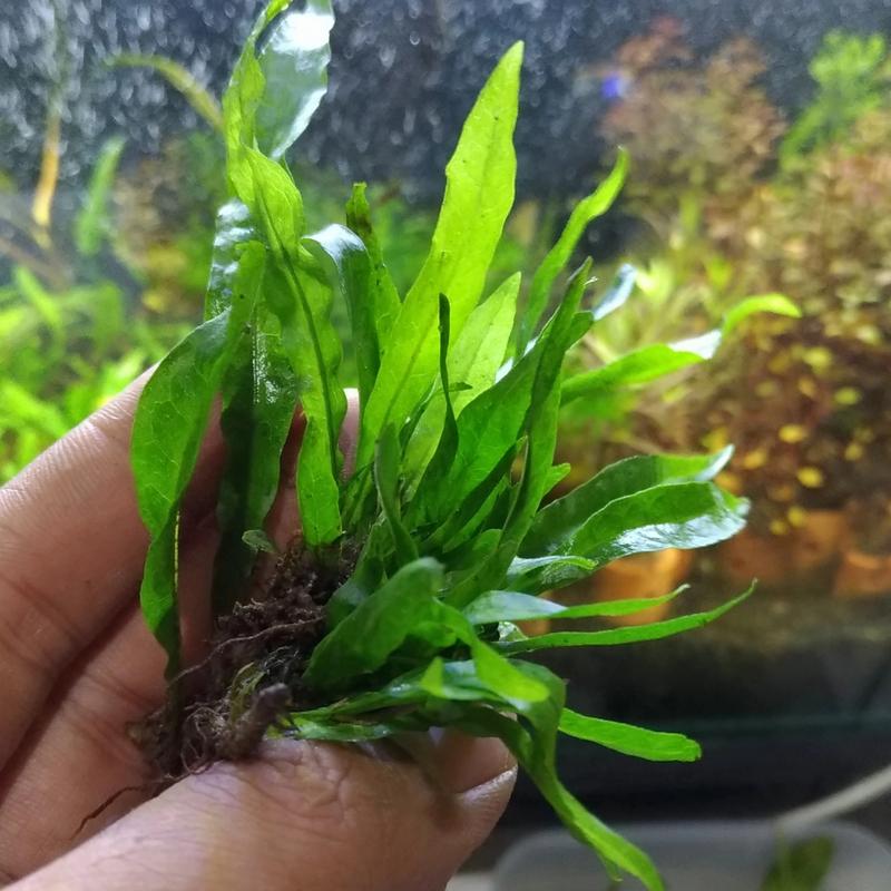 Kadaka Mini Aquascape Java Fern Mini - Shop | Tokopedia