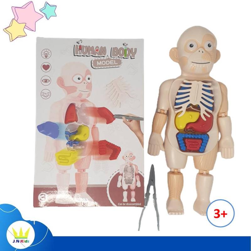 Human Body /Mainan Anak Edukasi / Anatomi Tubuh Manusia / Aman - Shop ...