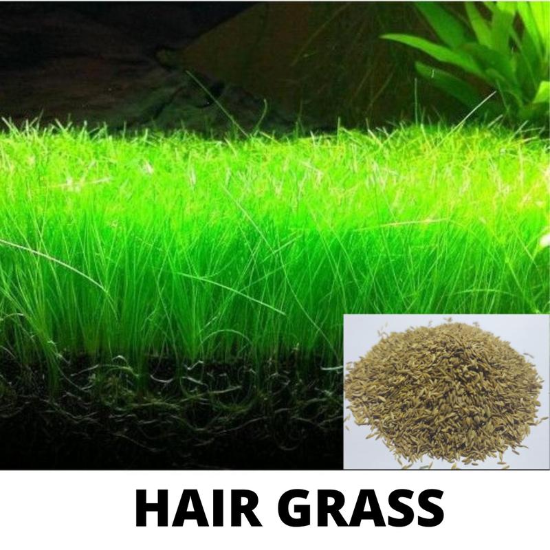 Hair Grass Seed Bibit Benih Tanaman Aquascape / Tanaman Air - Shop ...