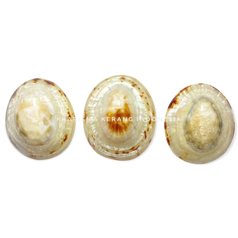 CYMBULA COMPRESSA PATELLA ULYSSIPONENSIS ROUGH LIMPET CHINA LIMPET ...