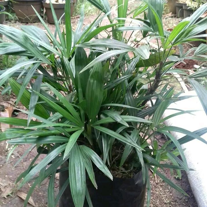 Ready Pohon Palem Waregu - Shop | Tokopedia
