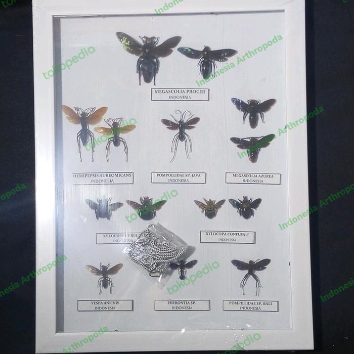 Jual PAJAMGAN DINDING AWETAN JENIS TAWON DALAM FRAME - Jakarta Barat ...