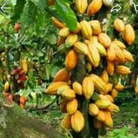 Jual Biji benih kako unggul siap semai per 100 biji - Kab. Pangandaran ...