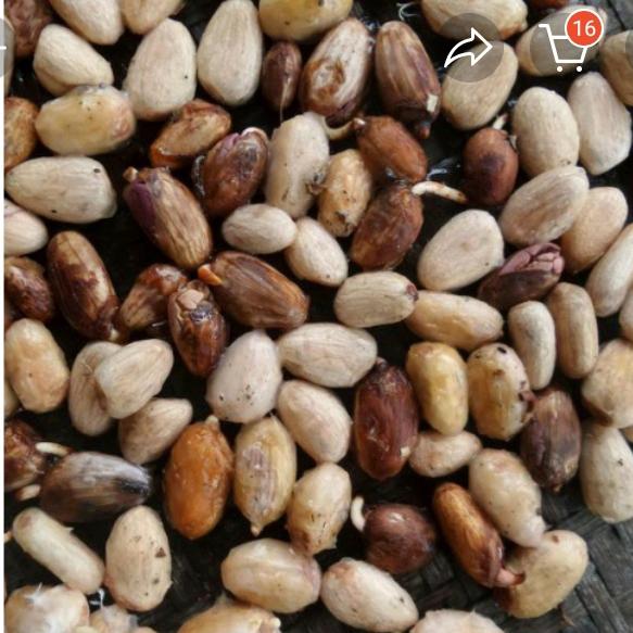 Jual Biji benih kako unggul siap semai per 100 biji - Kab. Pangandaran ...