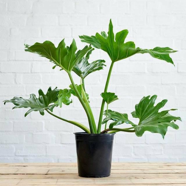 Jual Tanaman Hias Dendron Jari / Philodendron Selloum / Split-Leaf ...