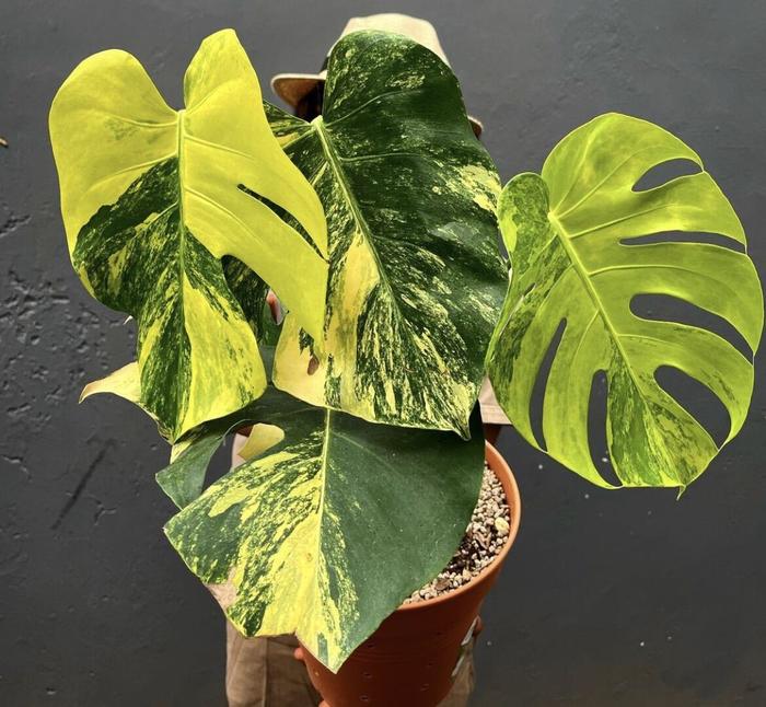 Jual Monstera Marmorata Variegata / Monstera Marmo Varigata - 1 Daun ...