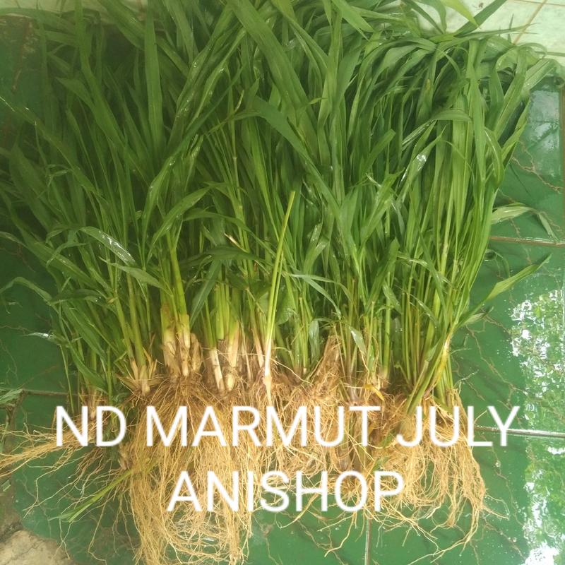 rumput pakan marmut kura-kura kelinci - Shop | Tokopedia