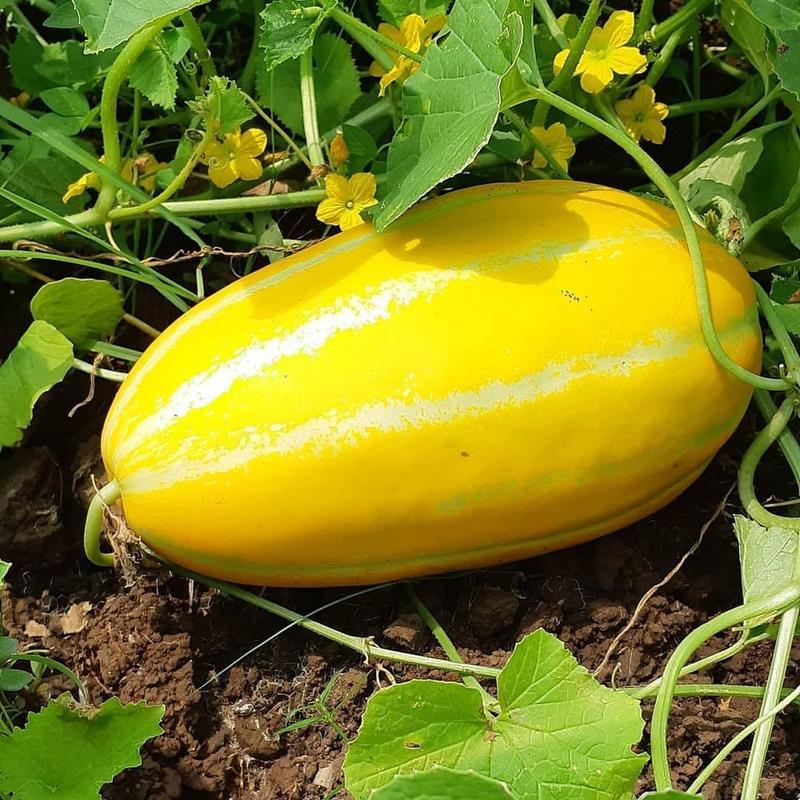 40 Biji Benih Bibit Buah Timun Suri Manis Buah Besar Bibit Unggul F1 ...