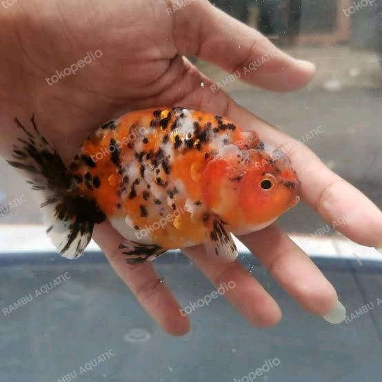 Jual Rancu Calico - ikan mas koki rancu - Jakarta Utara - RAMBU AQUATIC ...
