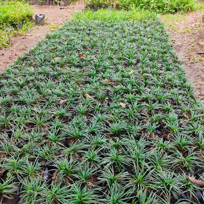 Jual tanaman kucai mini rumput taman - pohon kucai mini - Kab. Bogor ...