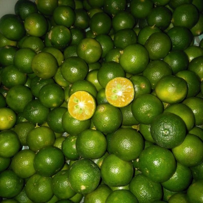 Jeruk songkit/ jeruk kunci/kalamansi/ lemon Cui segar 1kg - Shop ...