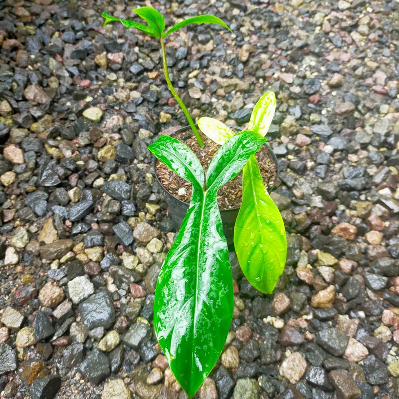 Philodendron Code 69686 | Tanaman Hias Philo Indoor - Shop | Tokopedia