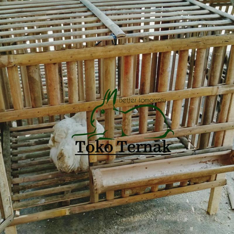 kandang ayam bambu anak ayam - Shop | Tokopedia