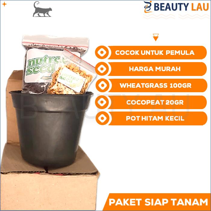 RUMPUT KUCING PAKET SIAP TANAM WHEATGRASS BIBIT RUMPUT GANDU - Shop ...