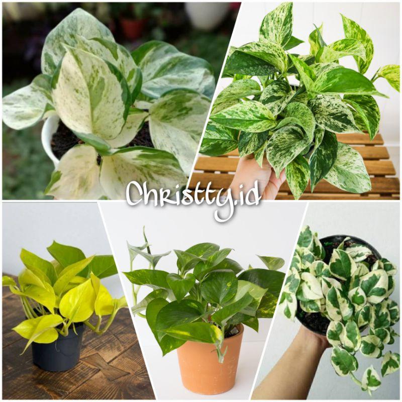 Tanaman sirih hias / Manjula / Marble Queen / Neon / sirih gading ...