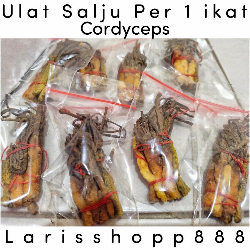 CordyCeps / Dang Chong Xia Cao Per 1ikat / cordy LS - Shop | Tokopedia