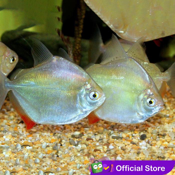 Jual Silver Dollar / Ikan Silver Dolar / Ikan Hias Aquascape - Size ± ...
