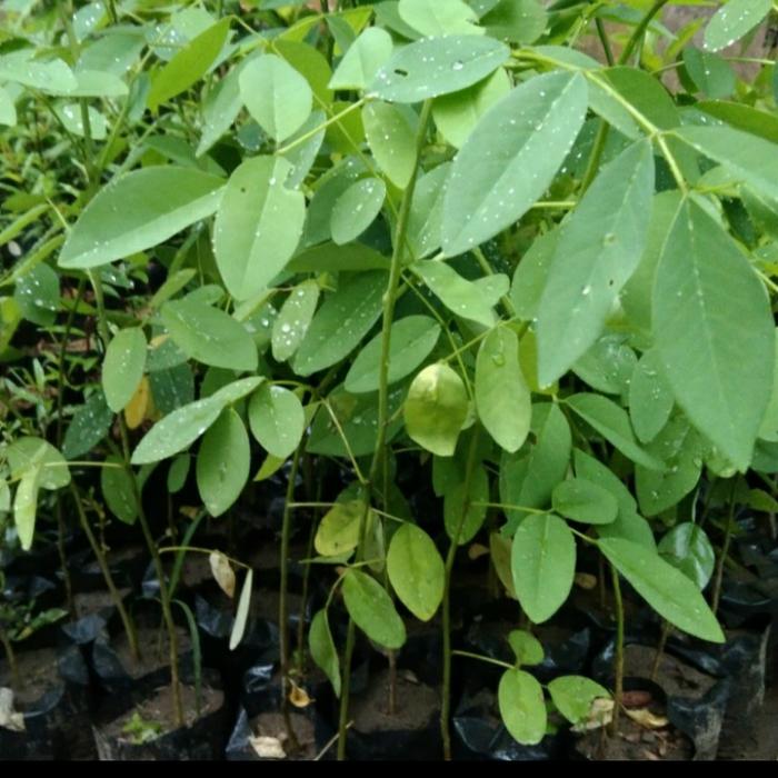 Jual Bibit Tanaman Indigofera Pakan Ternak Berprotein Tinggi ...