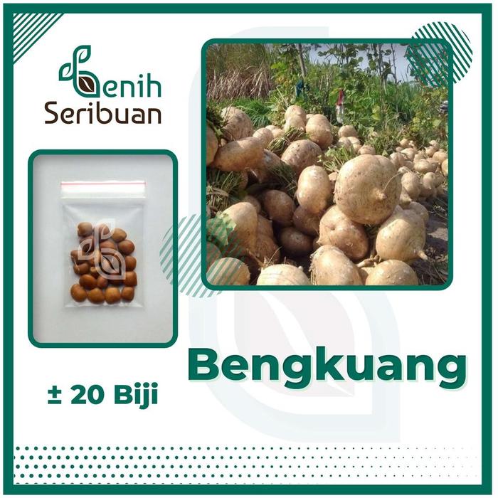Jual 20 Bibit Buah Bengkoang Putih Super Benih Tanaman Buah Bengkuang ...