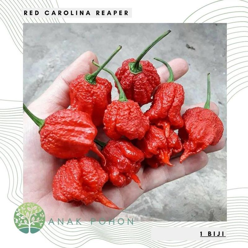 Benih Bibit Biji - Cabai Red Carolina Reaper Merah Pepper Seeds - Shop ...
