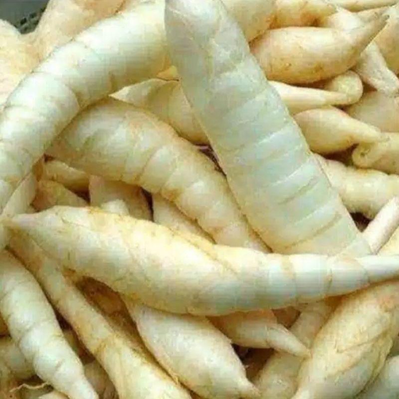 umbi garut segar 1kg - Shop | Tokopedia