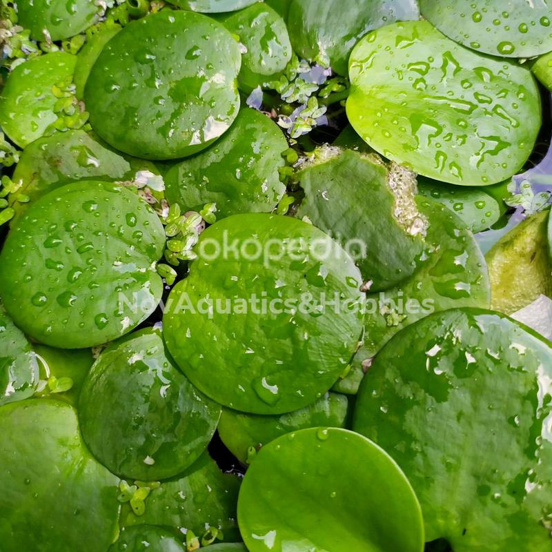 Frogbit Amazon / Tanaman Apung / Tumbuhan Aquascape - Shop | Tokopedia
