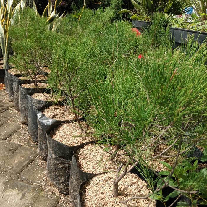 Jual Tanaman Hias Bunga Cemara Udang Semi Bonsai - Kab. Kediri - IND ...