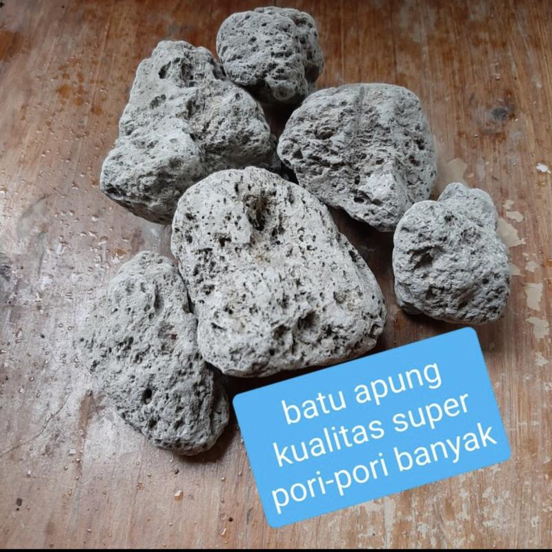 BATU APUNG FILTERASI AQUARIUM KOLAM - Shop | Tokopedia