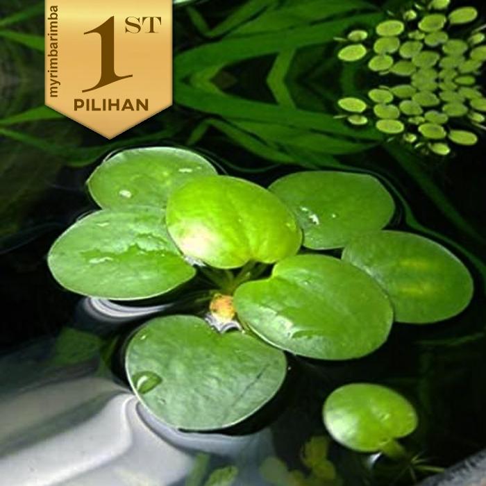 Amazon Frogbit Hijau Tanaman Air Apung Hiasan Kolam Aquarium Aquascape ...