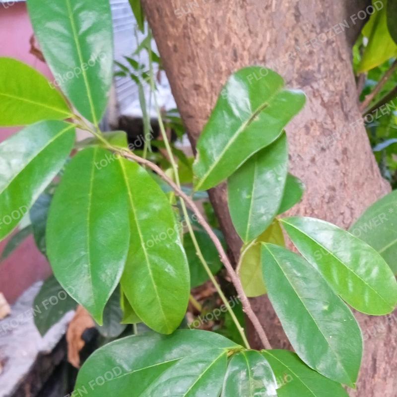 DAUN SIRSAK SEGAR DAUN SEGAR 3 GR/ perlembar - Shop | Tokopedia