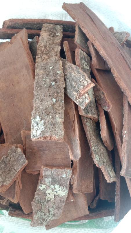 KULIT KAYU SINTOK KERING 1KG - Shop | Tokopedia
