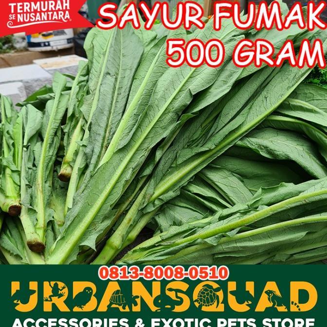 - SAYUR FUMAK 500GR TORTO SULCATA ALDABRA REDFOOT PARDALIS KURA - Shop ...