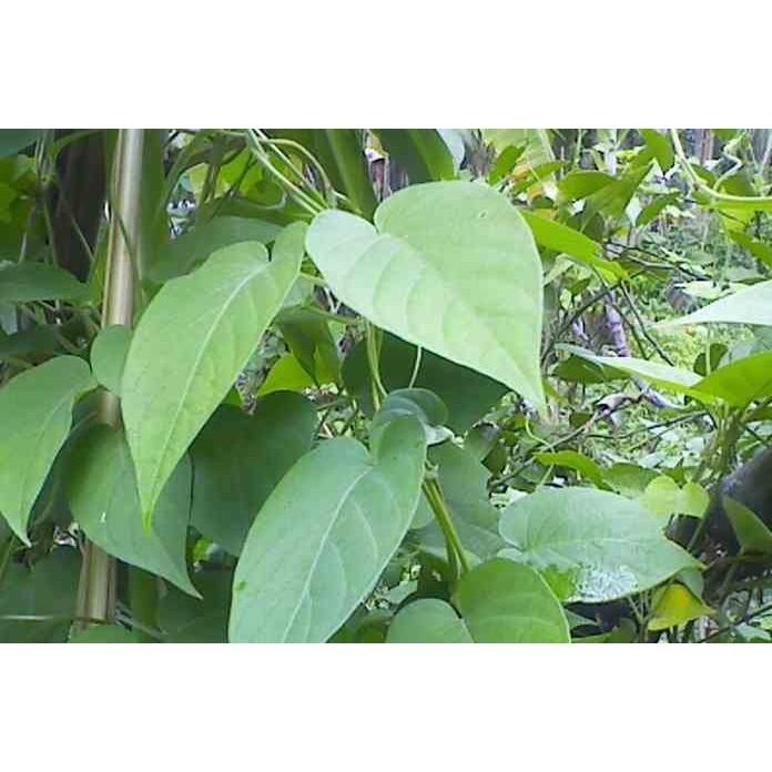 Jual Daun Simbukan Segar Organik Sembukan Kentut 100g Sayur Manfaat ...