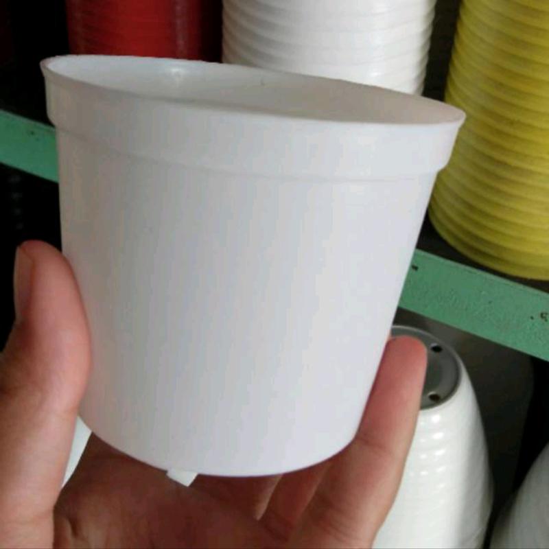 Pot Putih 8cm Untuk Kaktus Dan Sukulen - Shop | Tokopedia